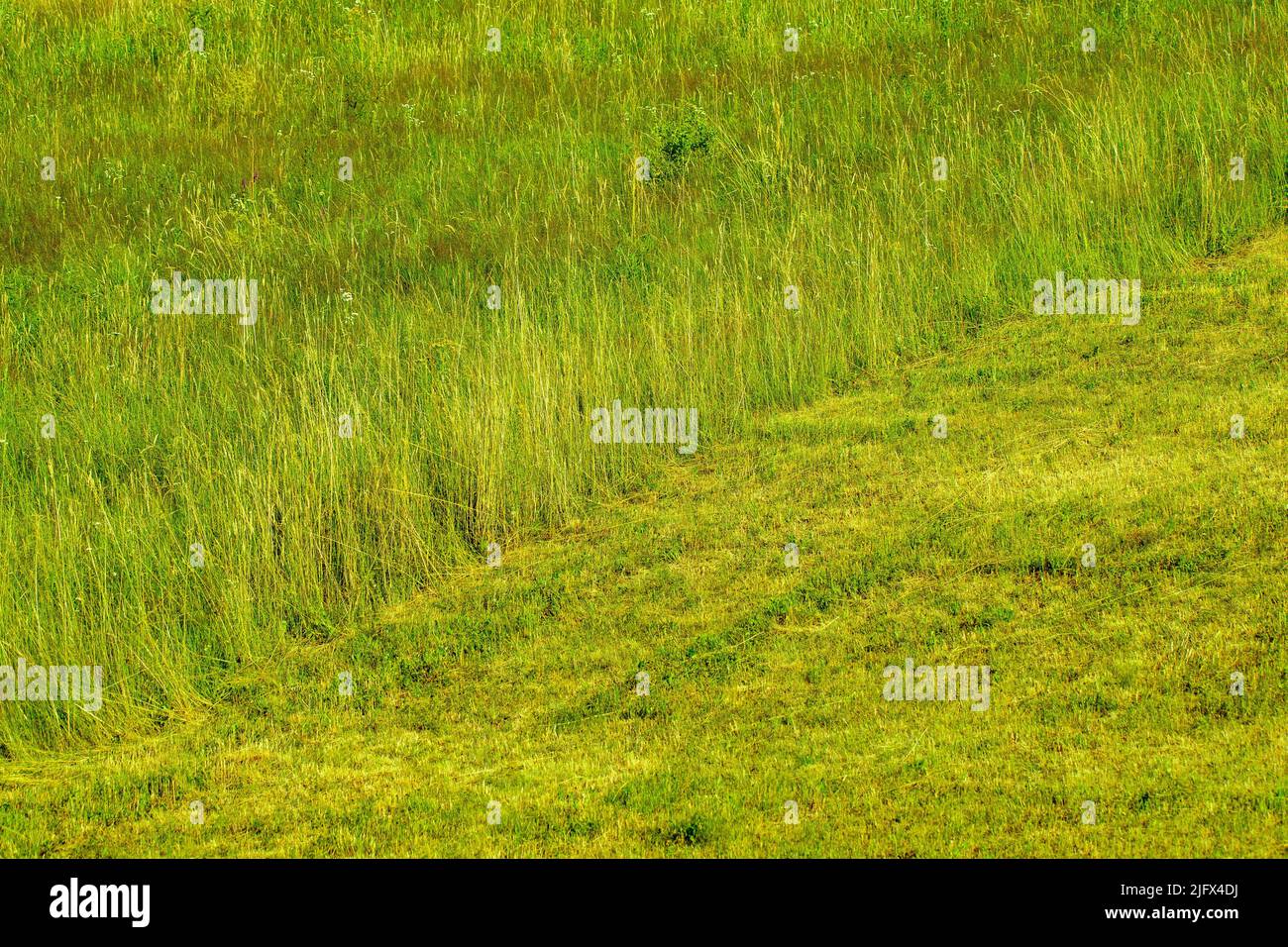 a plot with half mowed grass, green, summer Stock Photo - Alamy