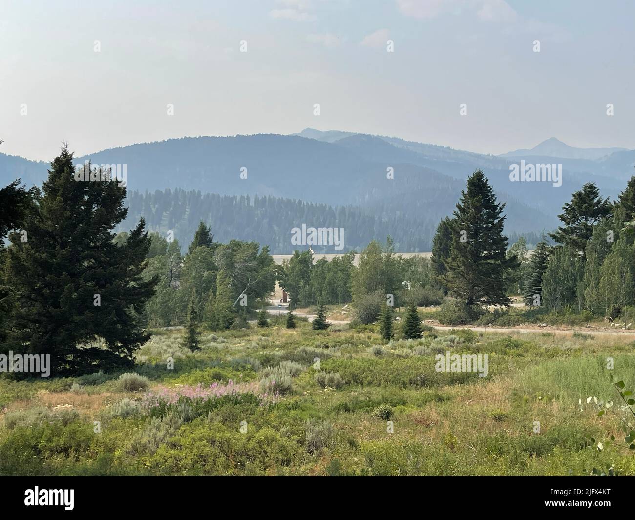 Beautiful Yellowstone National Park with evergreens and mountains Stock ...