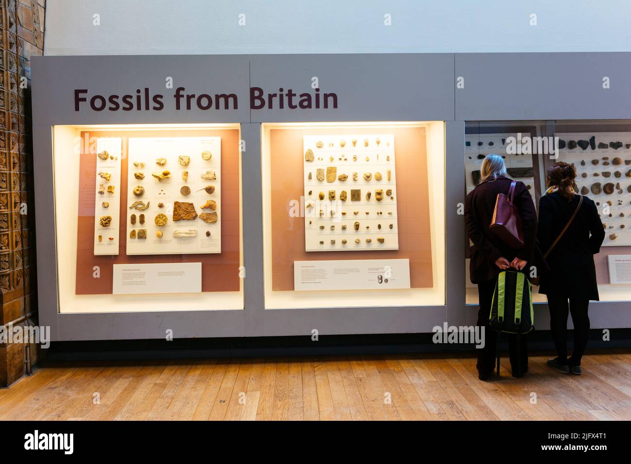 Britain fossil exhibition. Natural History Museum. Kensington & Chelsea ...
