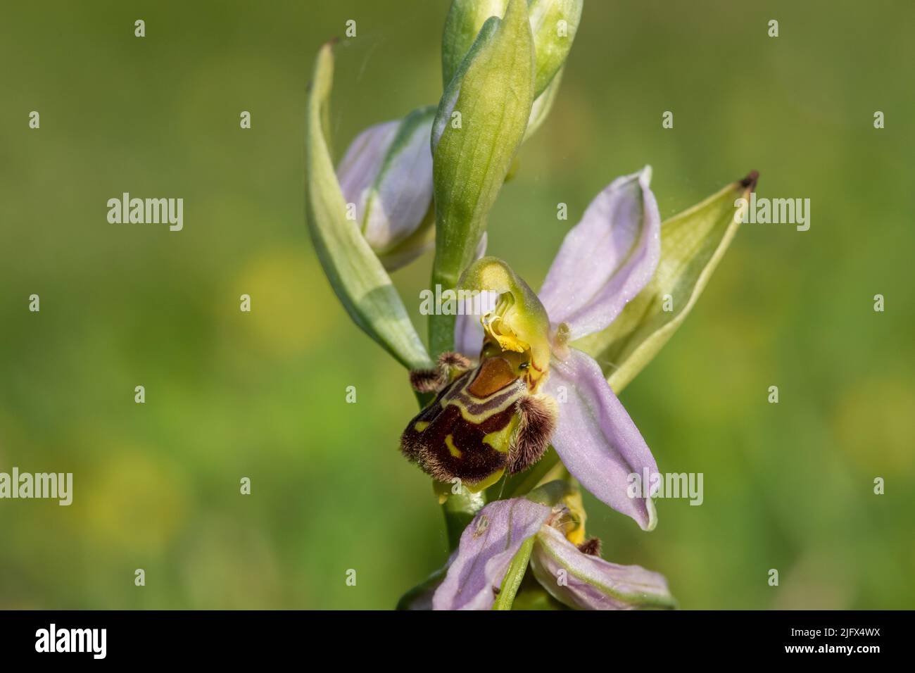 Close up of a bee orchid (ophrys apifera) flower in bloom Stock Photo ...