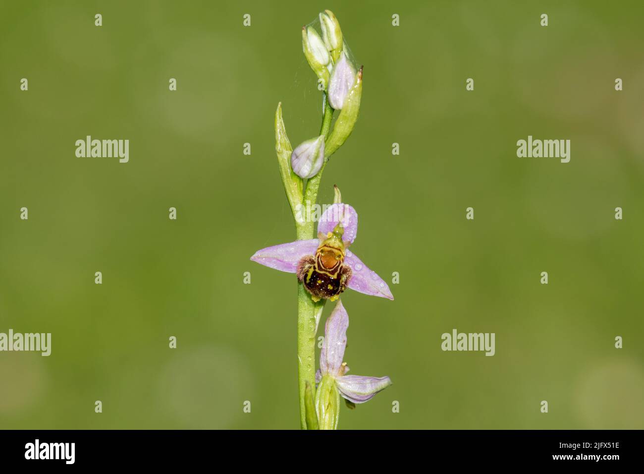 Close up of a bee orchid (ophrys apifera) flower covered in dew ...
