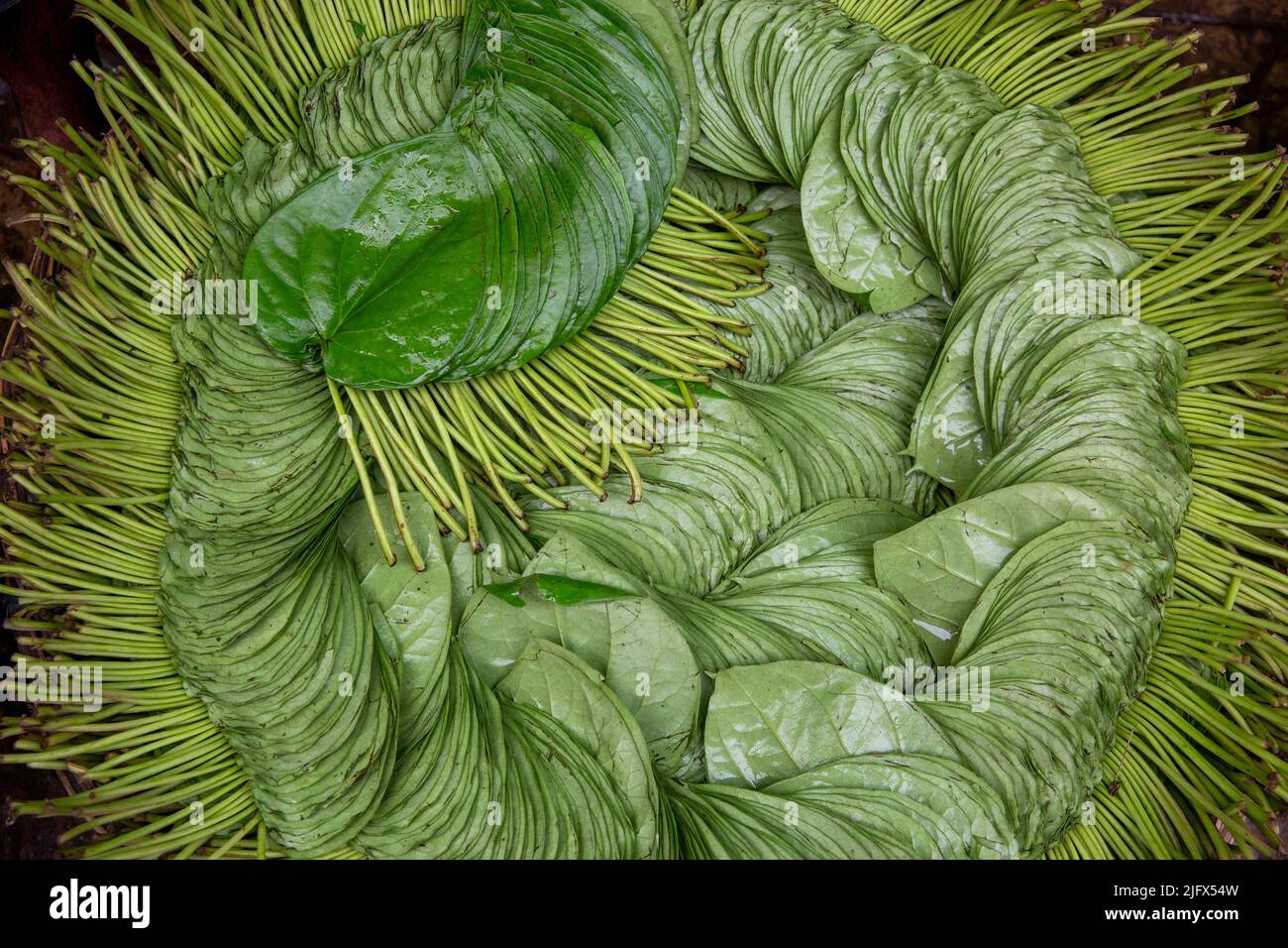 Betel leaves for sale on the street in Old Dhaka, Bangladesh Stock ...