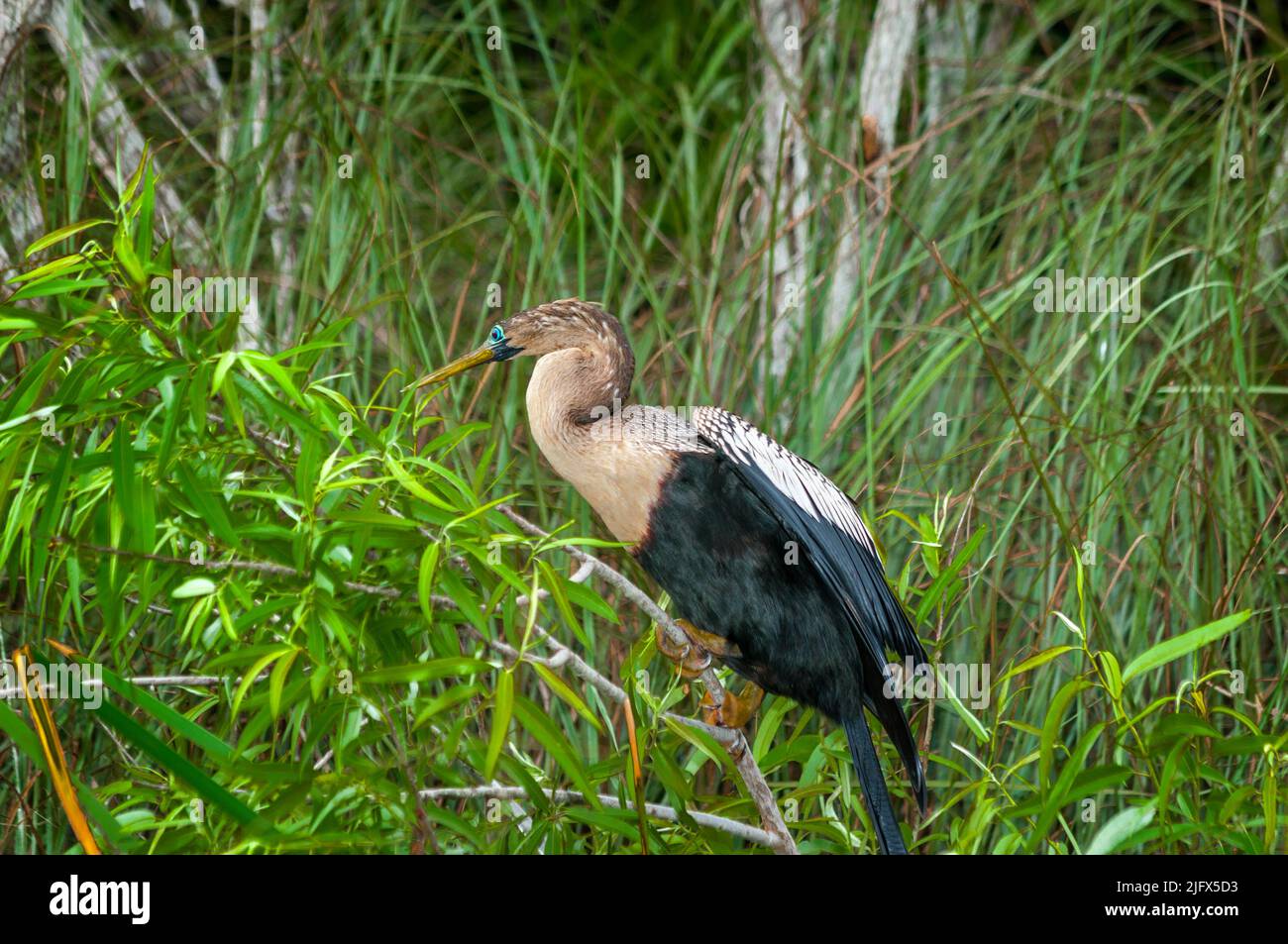 Anhinga species hi-res stock photography and images - Alamy