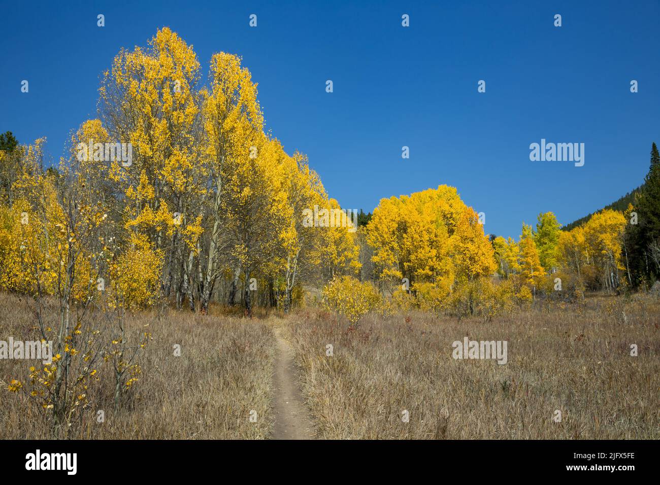 Hiking Trail surrounded by beautiful Aspen Trees during fall in ...