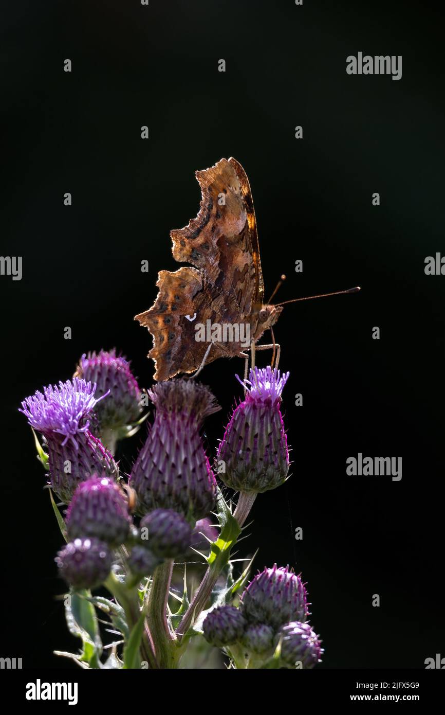 Underwing of comma butterfly hi-res stock photography and images - Alamy