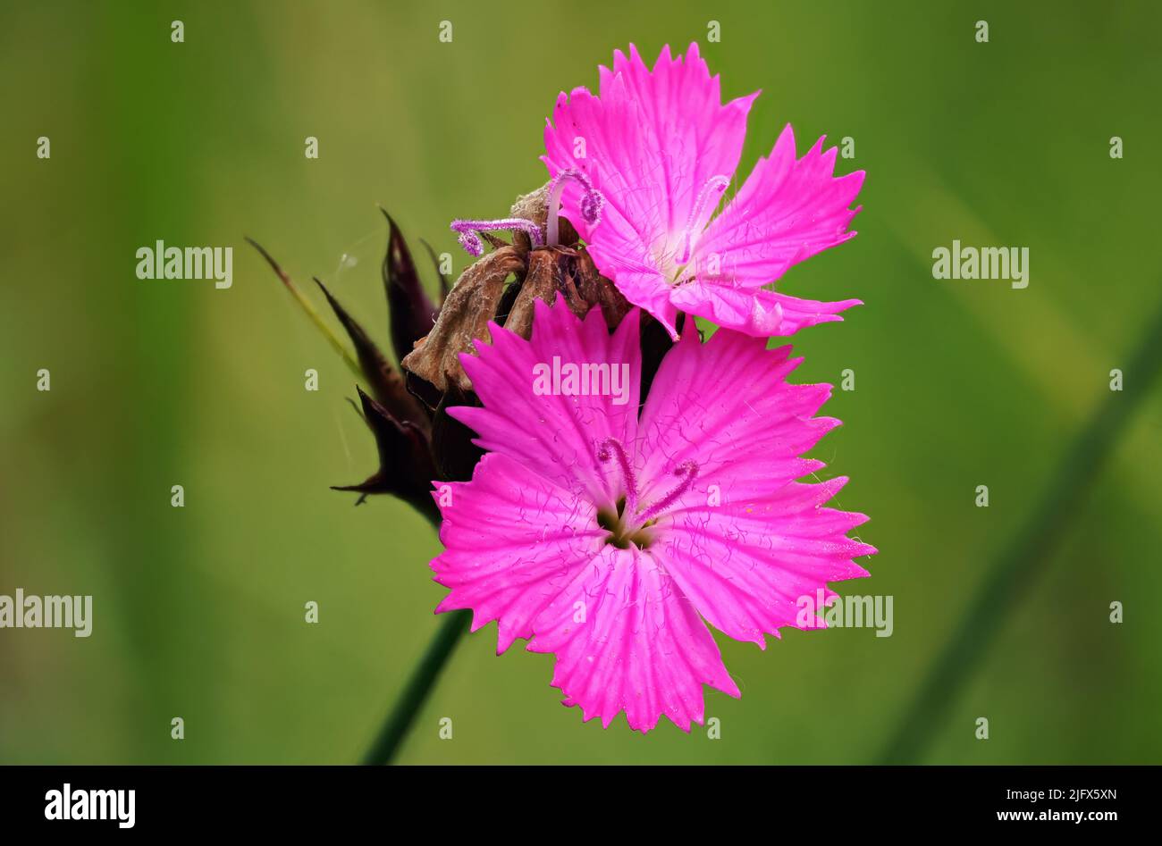 Pink wild carnation flowers - Dianthus species - growing on meadow ...