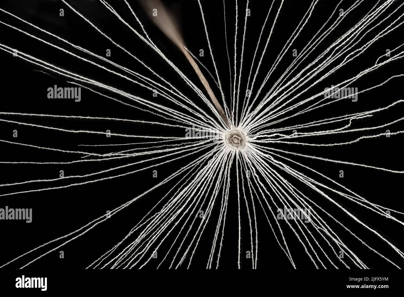 White dandelion - Taraxacum species - head seeds, white pappus fiber ...