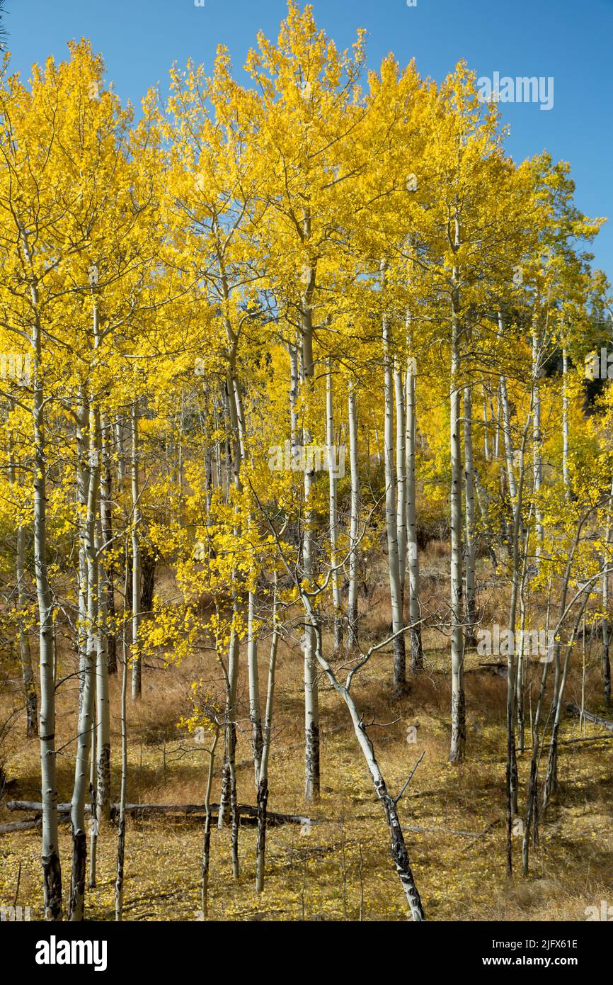 Tall Colorful Aspen Trees against blue sky during fall in Colorado ...