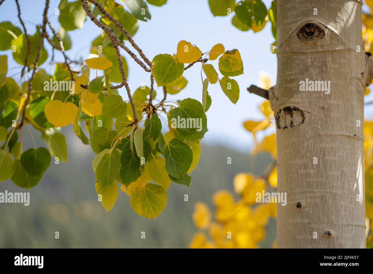 Aspen trees changing during hi-res stock photography and images - Alamy