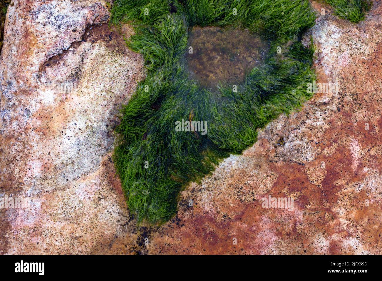Tide Pool with Green Seaweed, High Angle View Stock Photo - Alamy