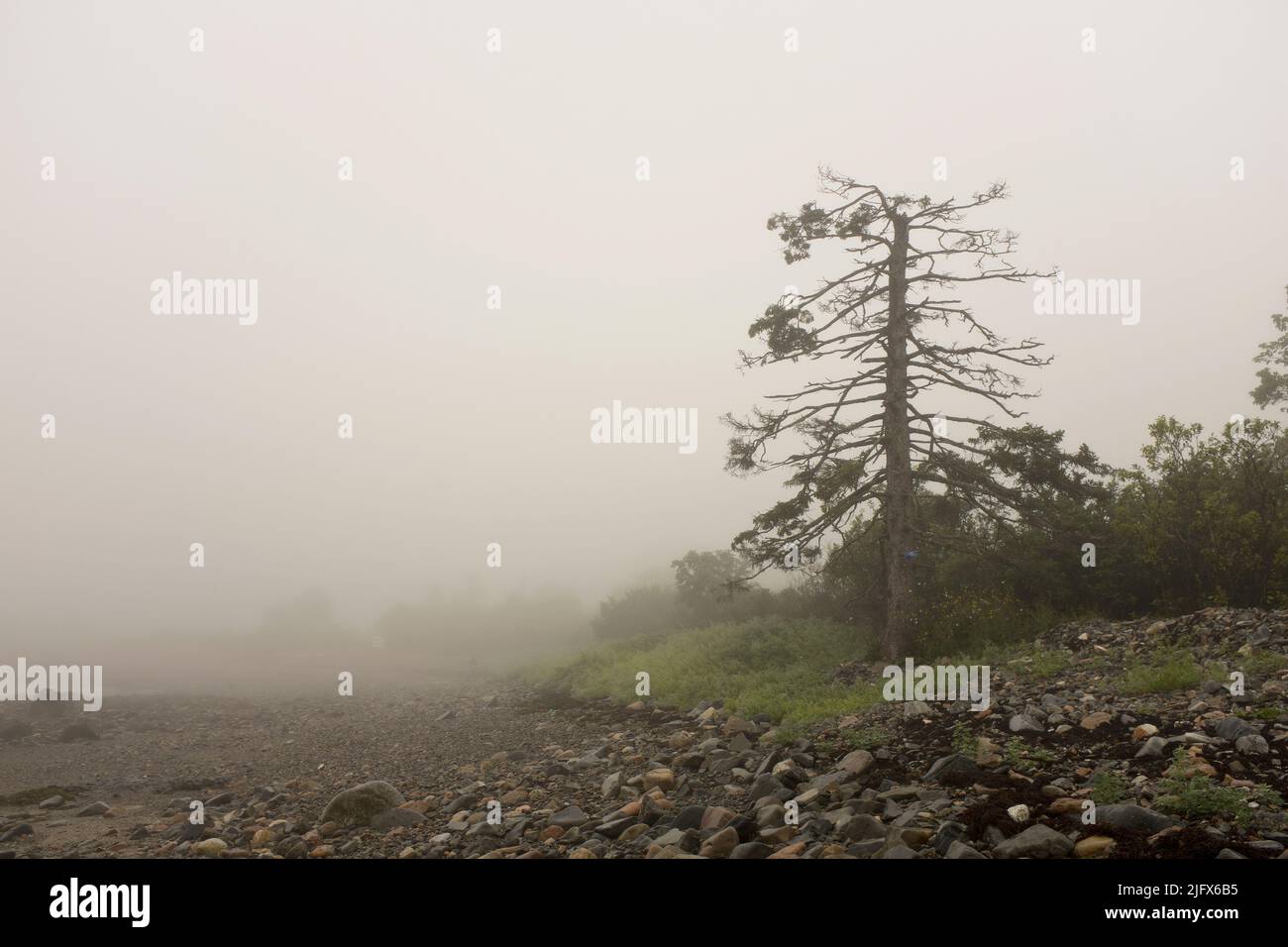 Fog surrounding Dying Evergreen Tree at Beach Stock Photo - Alamy