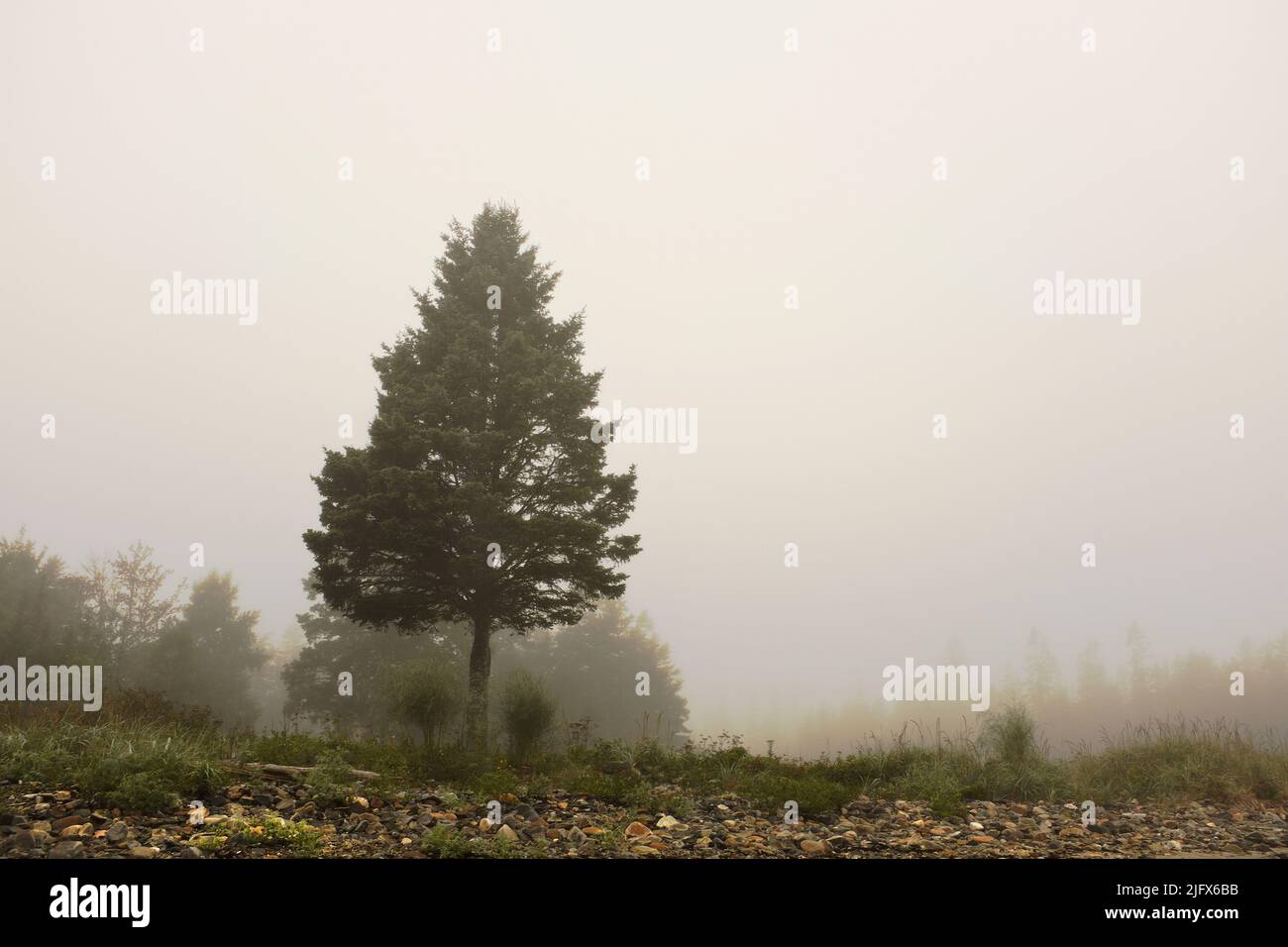 Fog surrounding Evergreen Tree at Beach Stock Photo - Alamy