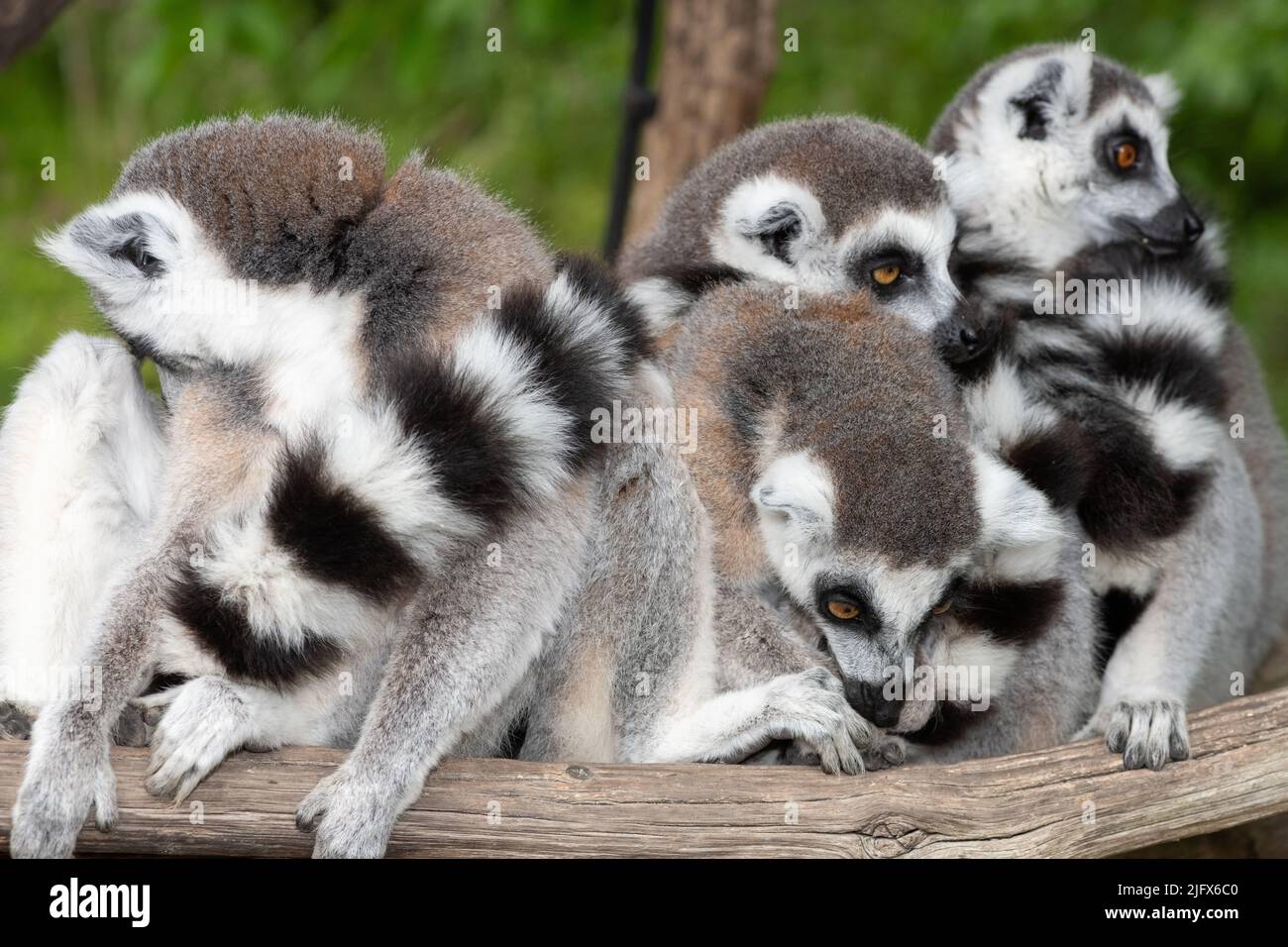 A group of ring tailed lemurs (lemur catta) huddled up together Stock ...