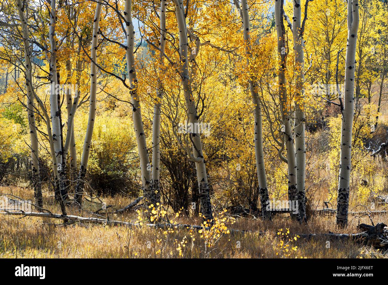 Hiking Trail surrounded by beautiful Aspen Trees during fall in ...