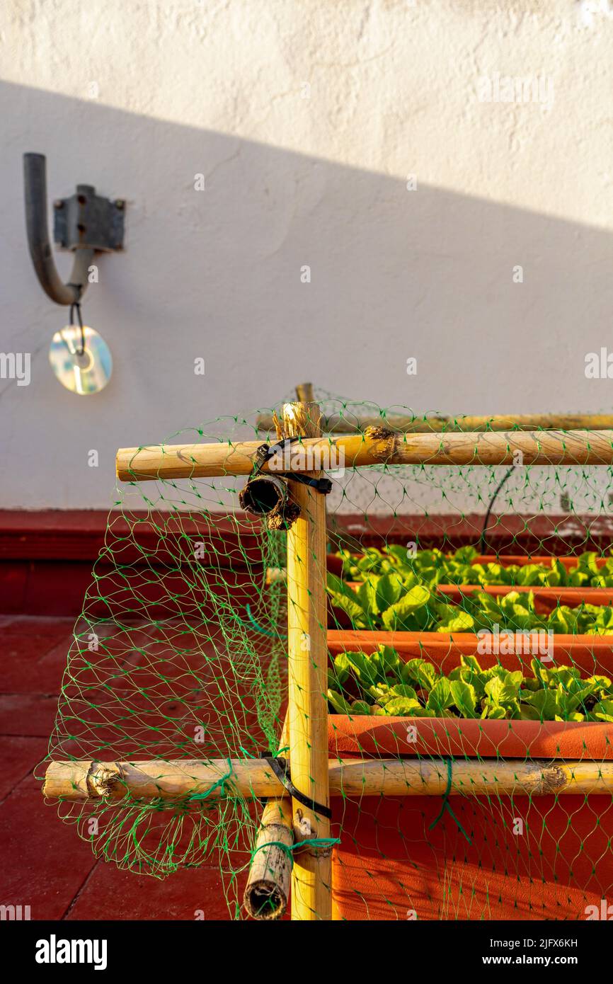 Detail of some radishes planted in several plastic pots protected from ...