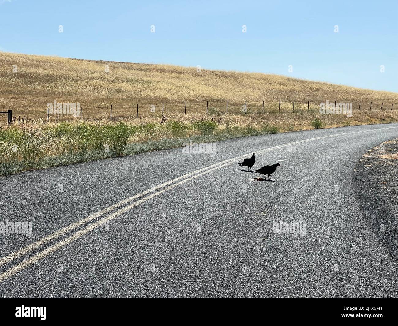 Two Vultures eating a dead animal in the road in California, USA Stock ...