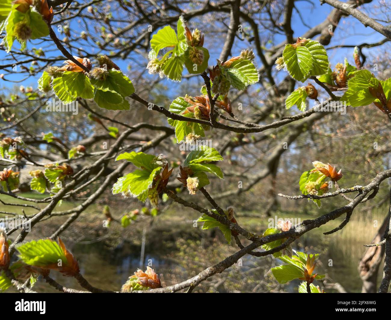 European beech fagus sylvatica bud hi-res stock photography and images ...