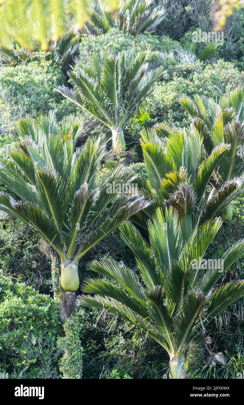 New Zealand bush scene featuring nikau palms on West Coast South Island ...