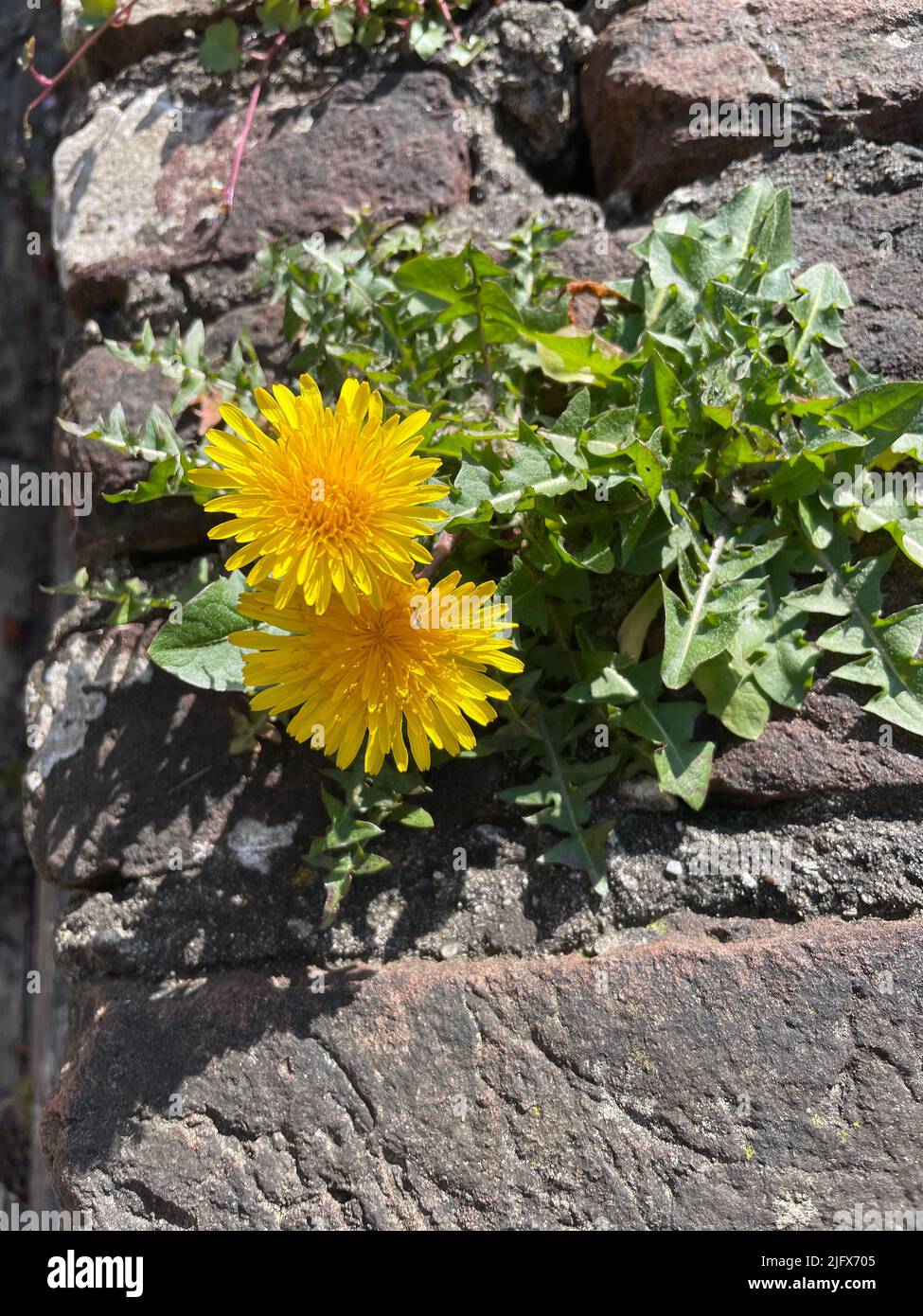 A top view of yellow Common Dandelion growing in the middle of stones ...