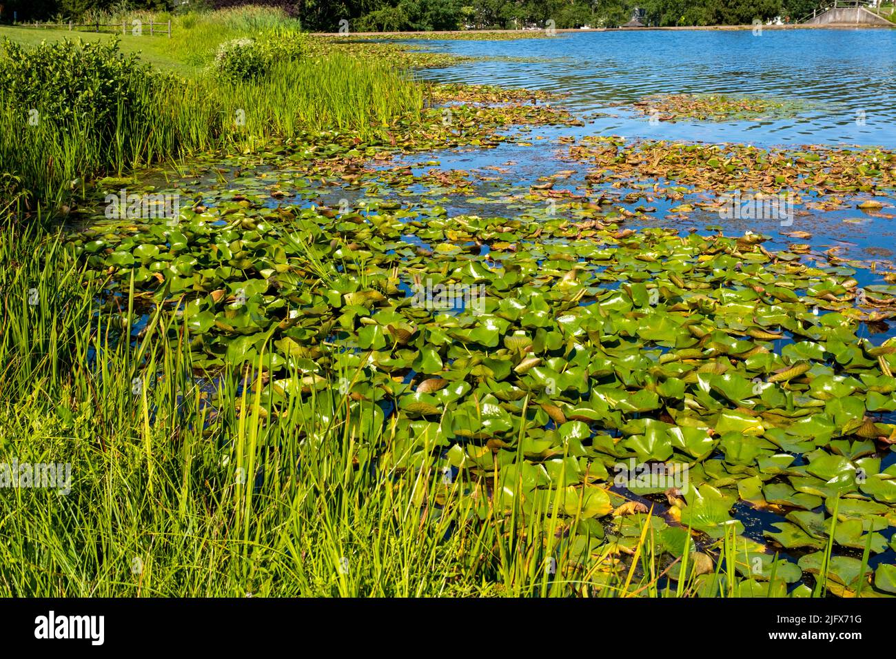 water lilies on the lake in summer Stock Photo - Alamy