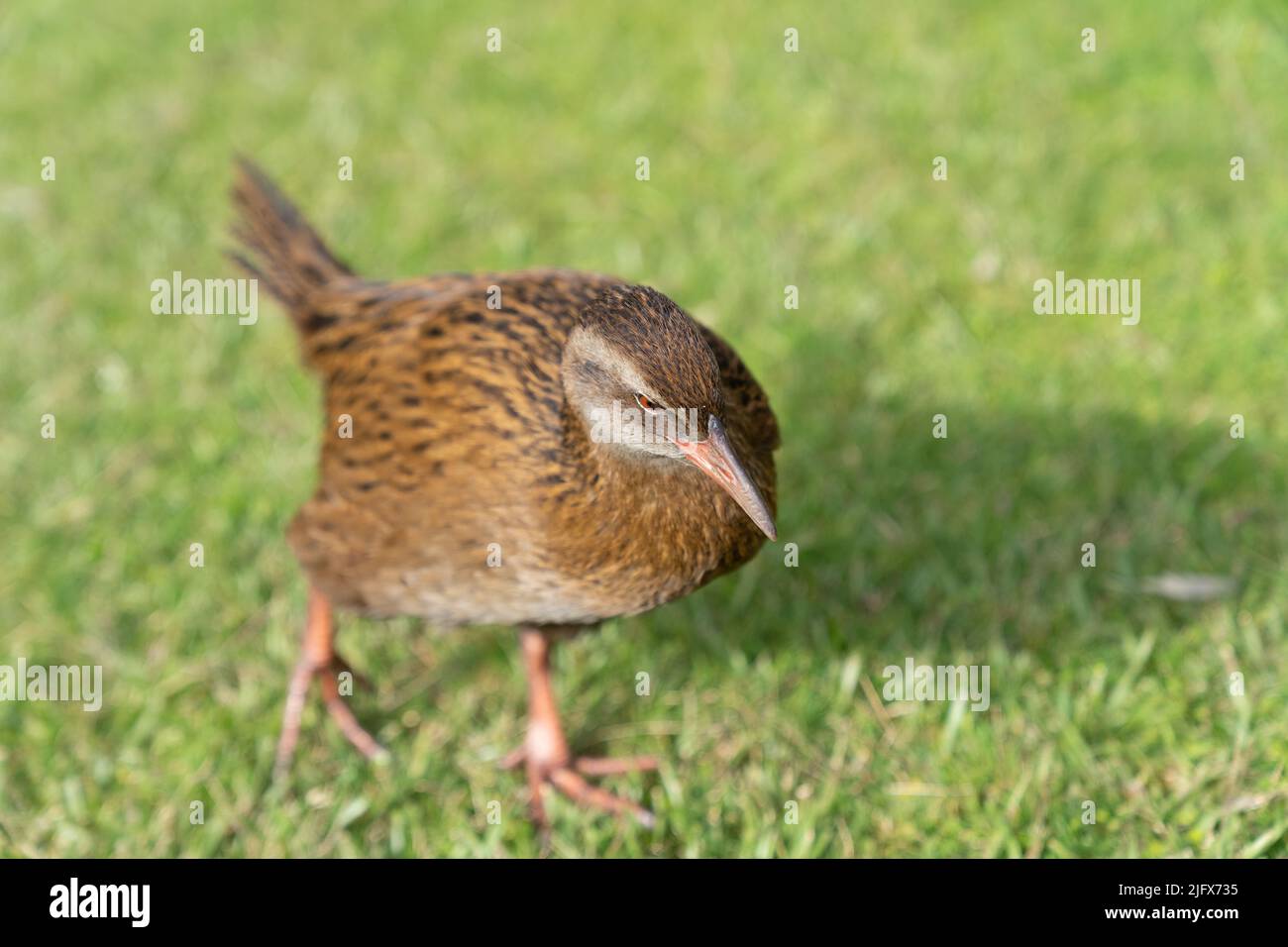 New Zealand weka, flightless bird, wandering around on lawn Stock Photo ...
