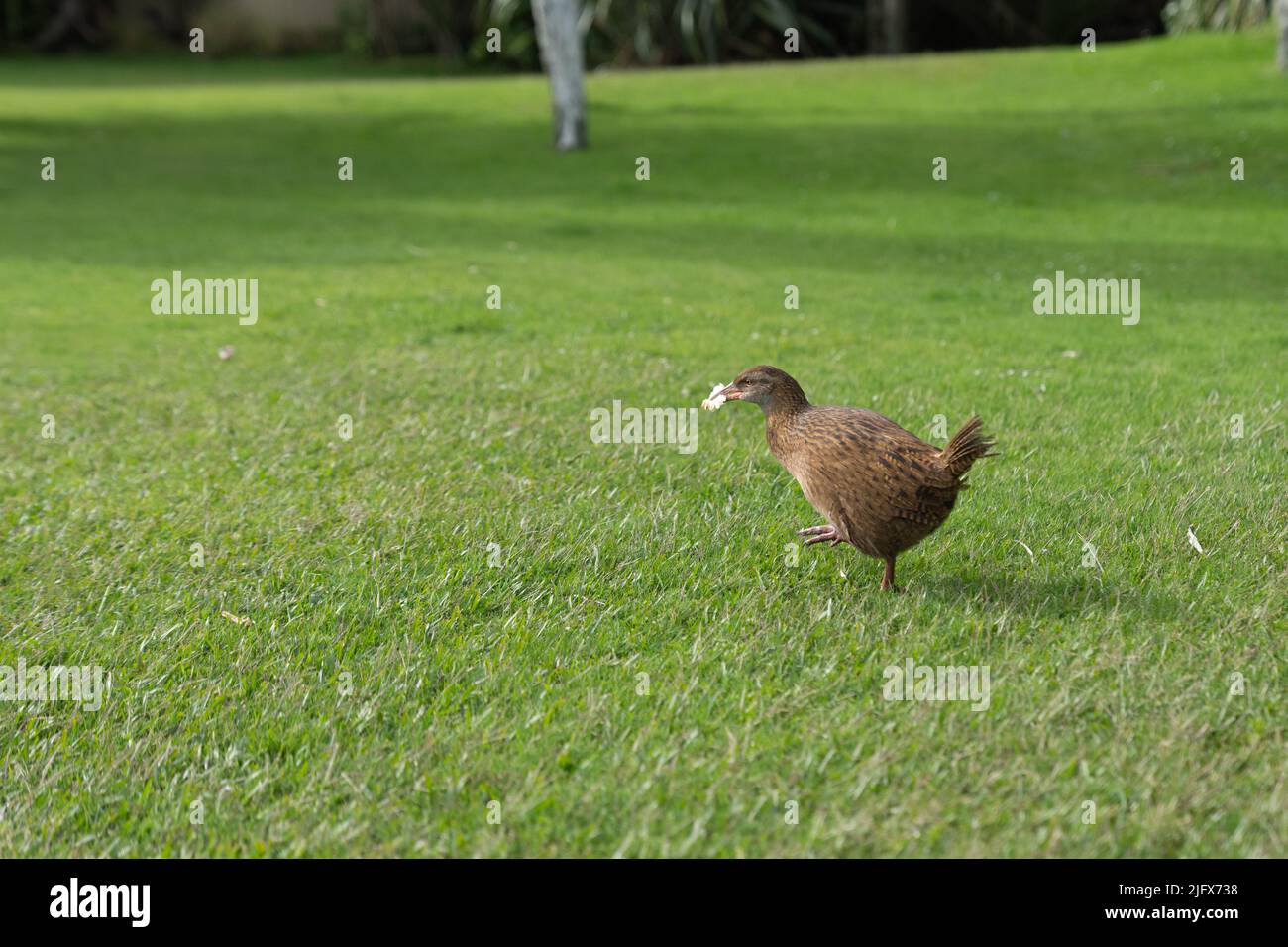 New Zealand weka, flightless bird, wandering around on lawn Stock Photo ...