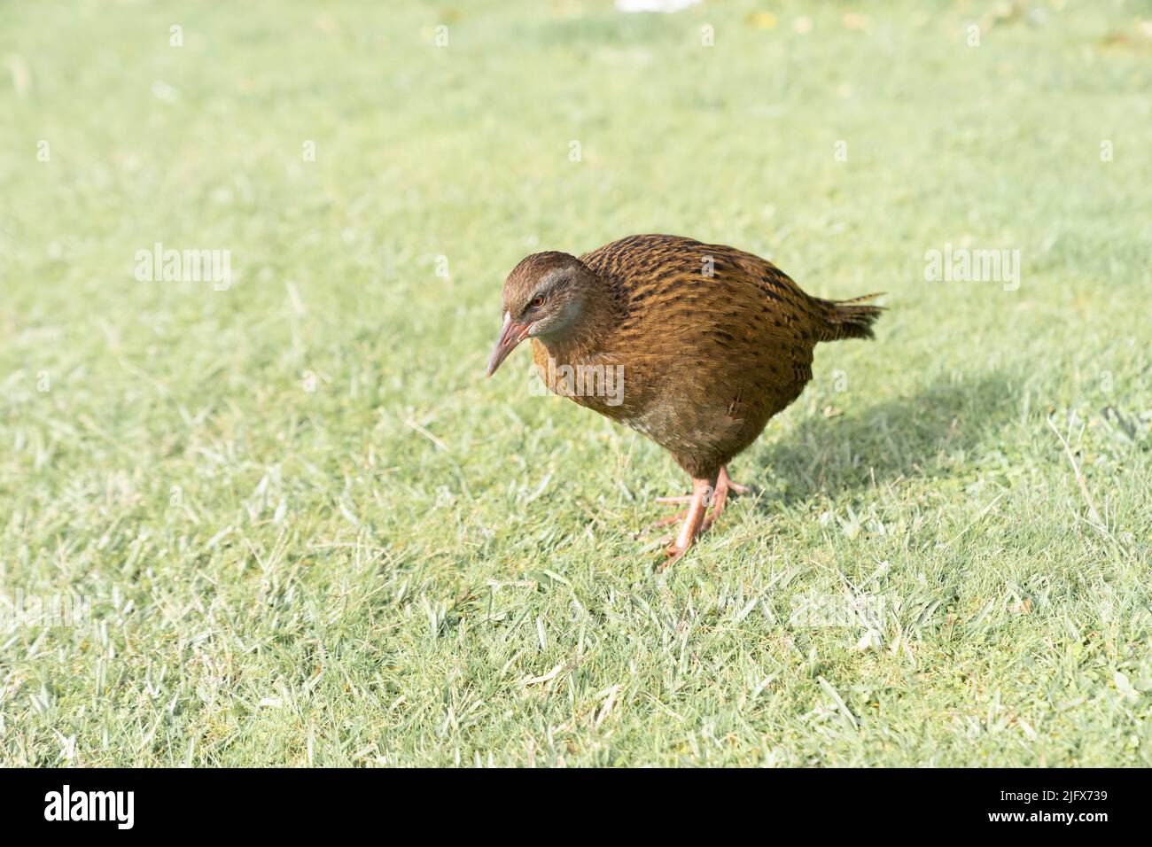 New Zealand weka, flightless bird, wandering around on lawn Stock Photo ...