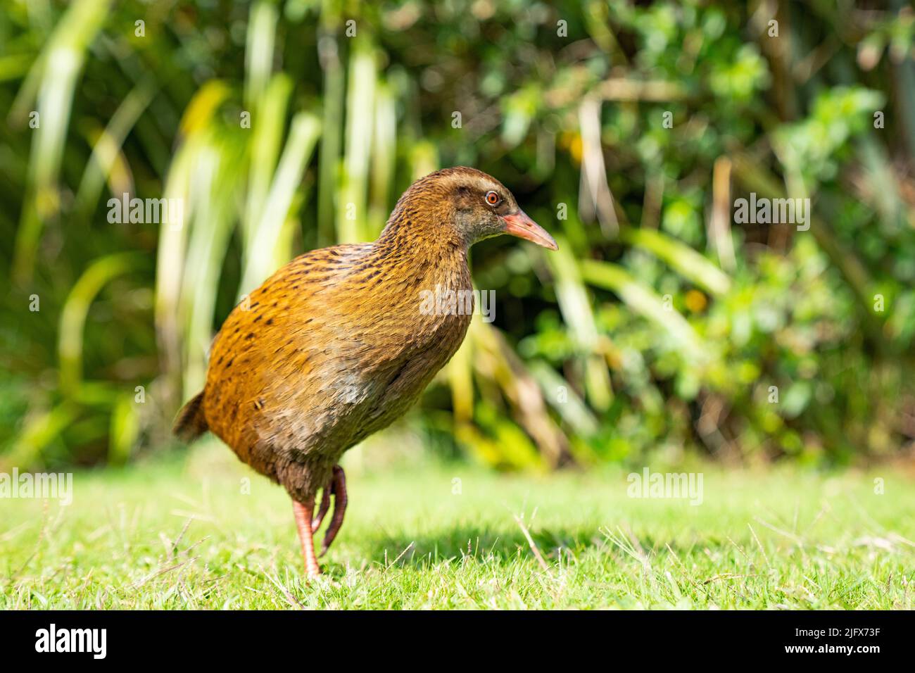 New Zealand weka, flightless bird, wandering around on lawn Stock Photo ...