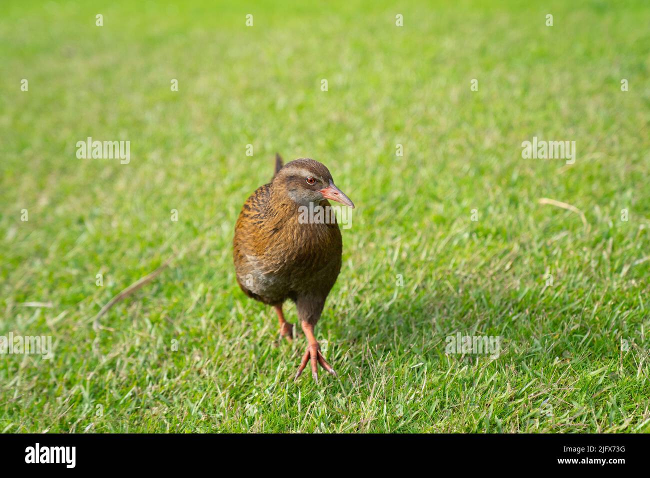 New Zealand weka, flightless bird, wandering around on lawn Stock Photo ...