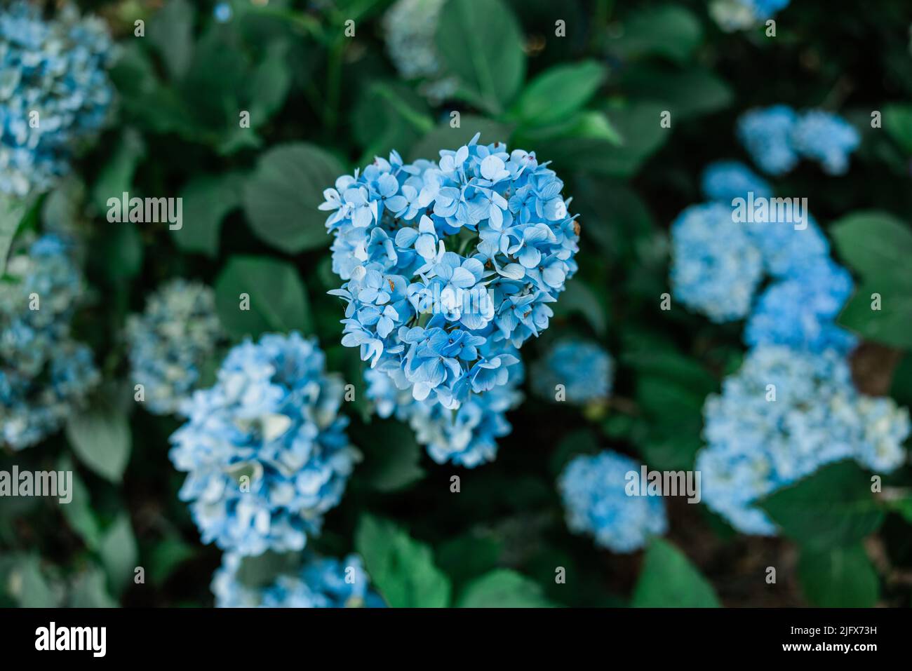 Large violet blue flowers hi-res stock photography and images - Alamy