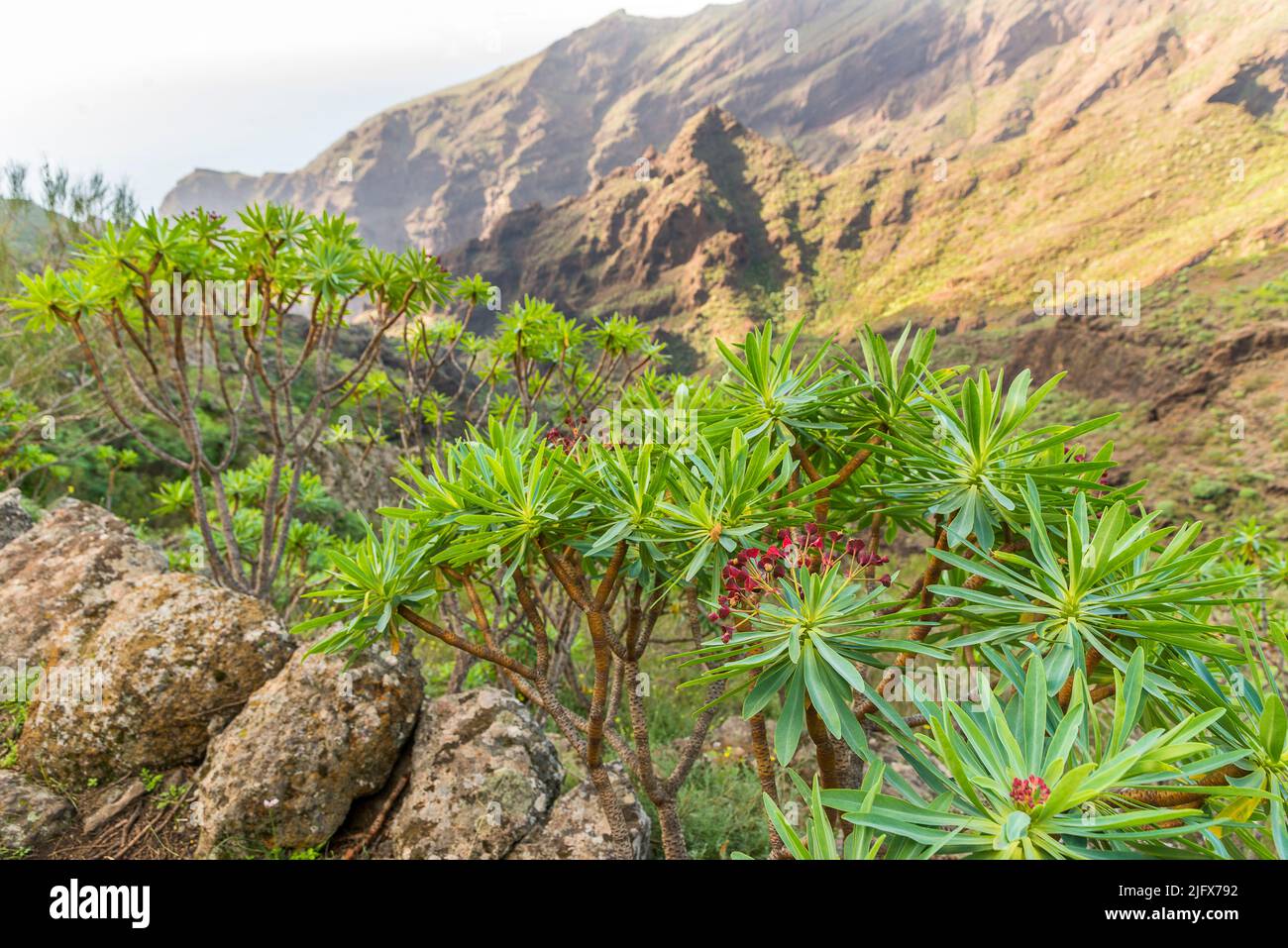 Euphorbia atropurpurea, called tabaiba majorera is a shrub in the ...