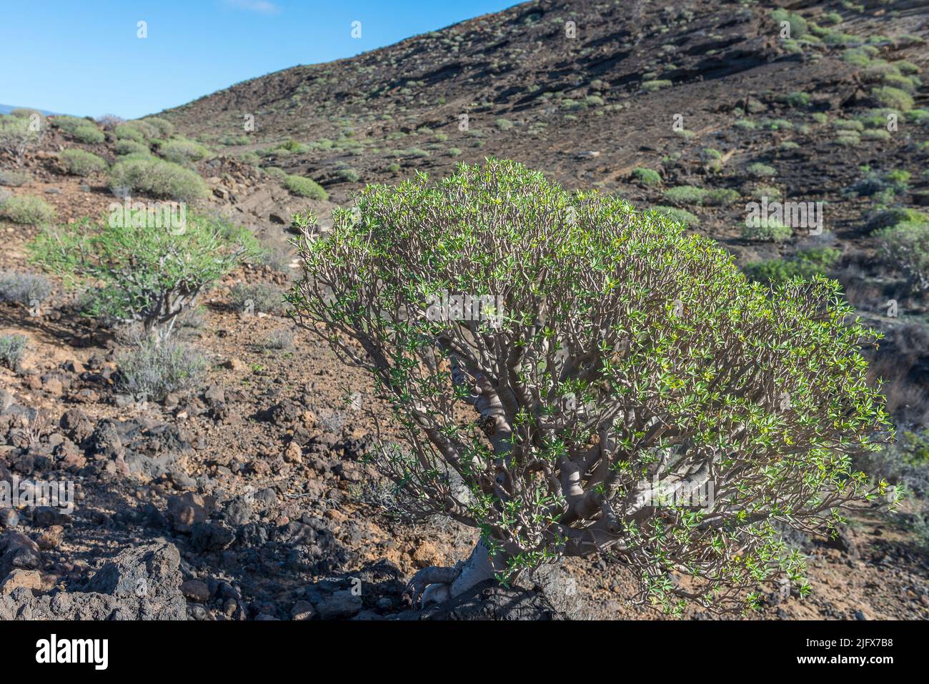 Euphorbia balsamifera, balsam spurge is a flowering plant in the spurge ...