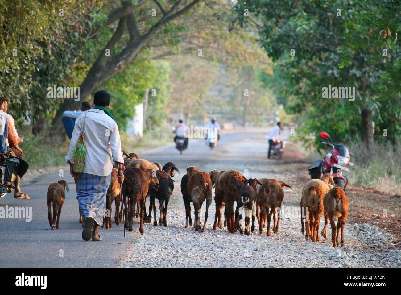 Indian shepherd herd sheeps hi-res stock photography and images - Alamy