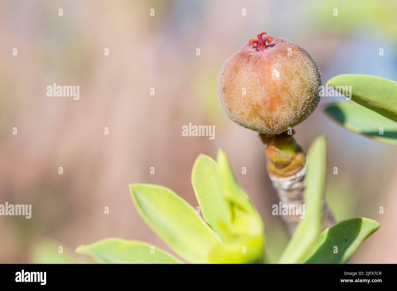Euphorbia balsamifera, balsam spurge is a flowering plant in the spurge ...
