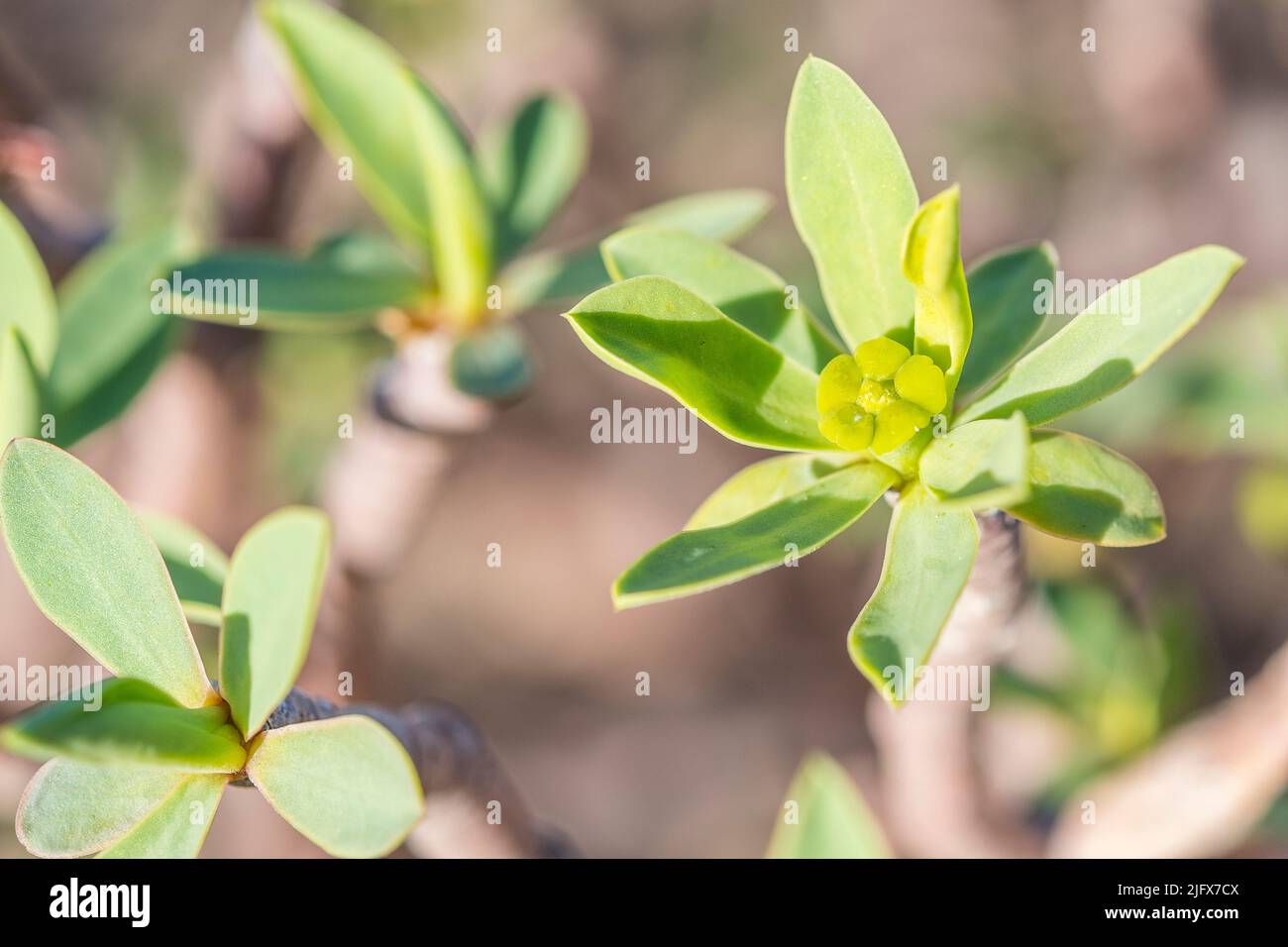 Euphorbia balsamifera, balsam spurge is a flowering plant in the spurge ...
