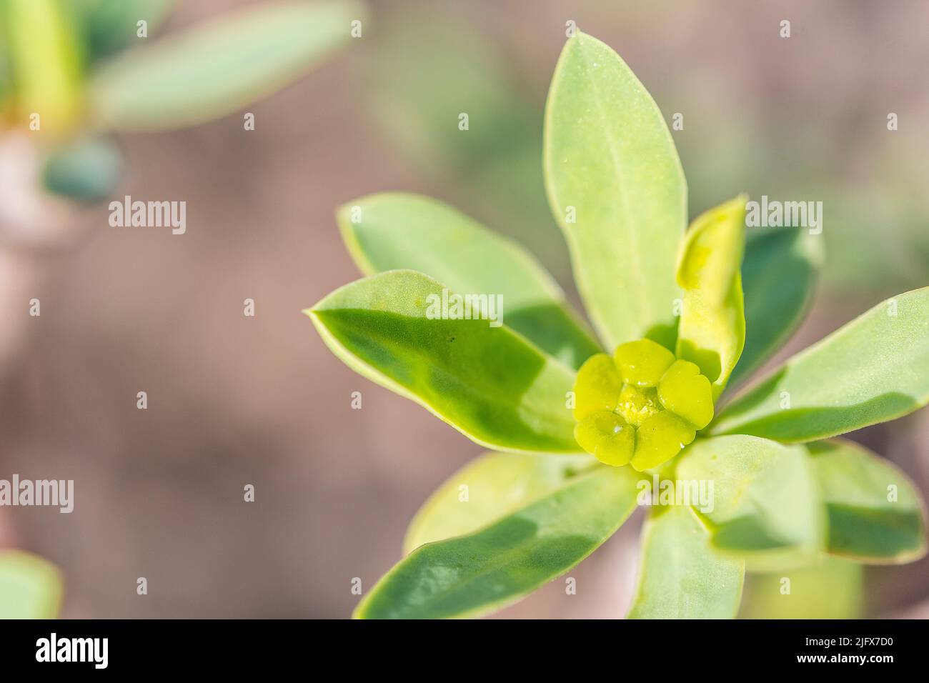 Euphorbia balsamifera, balsam spurge is a flowering plant in the spurge ...