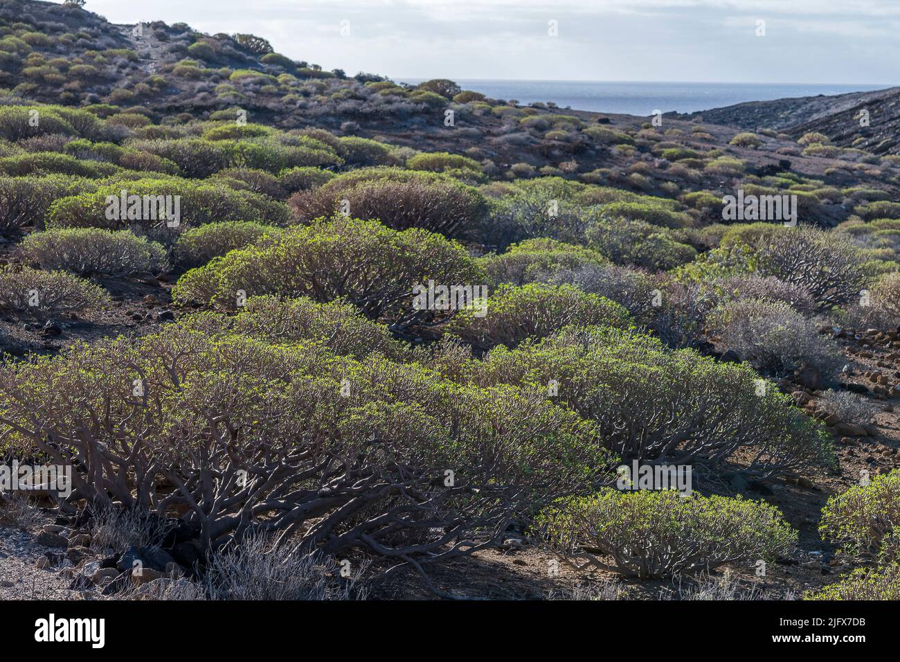 Euphorbia balsamifera, balsam spurge is a flowering plant in the spurge ...