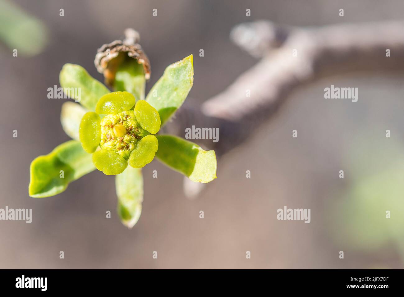 Euphorbia balsamifera, balsam spurge is a flowering plant in the spurge ...