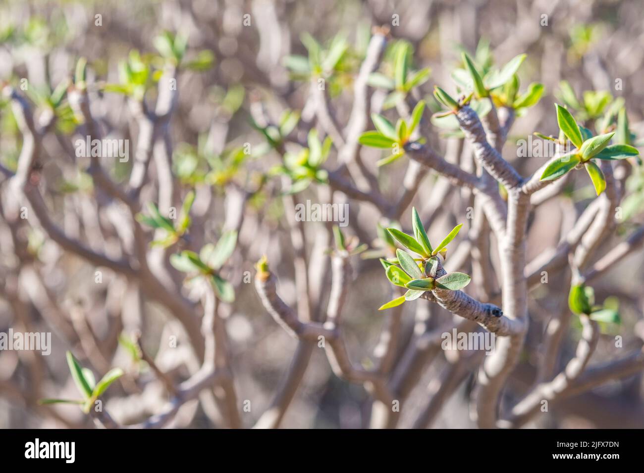 Euphorbia balsamifera, balsam spurge is a flowering plant in the spurge ...