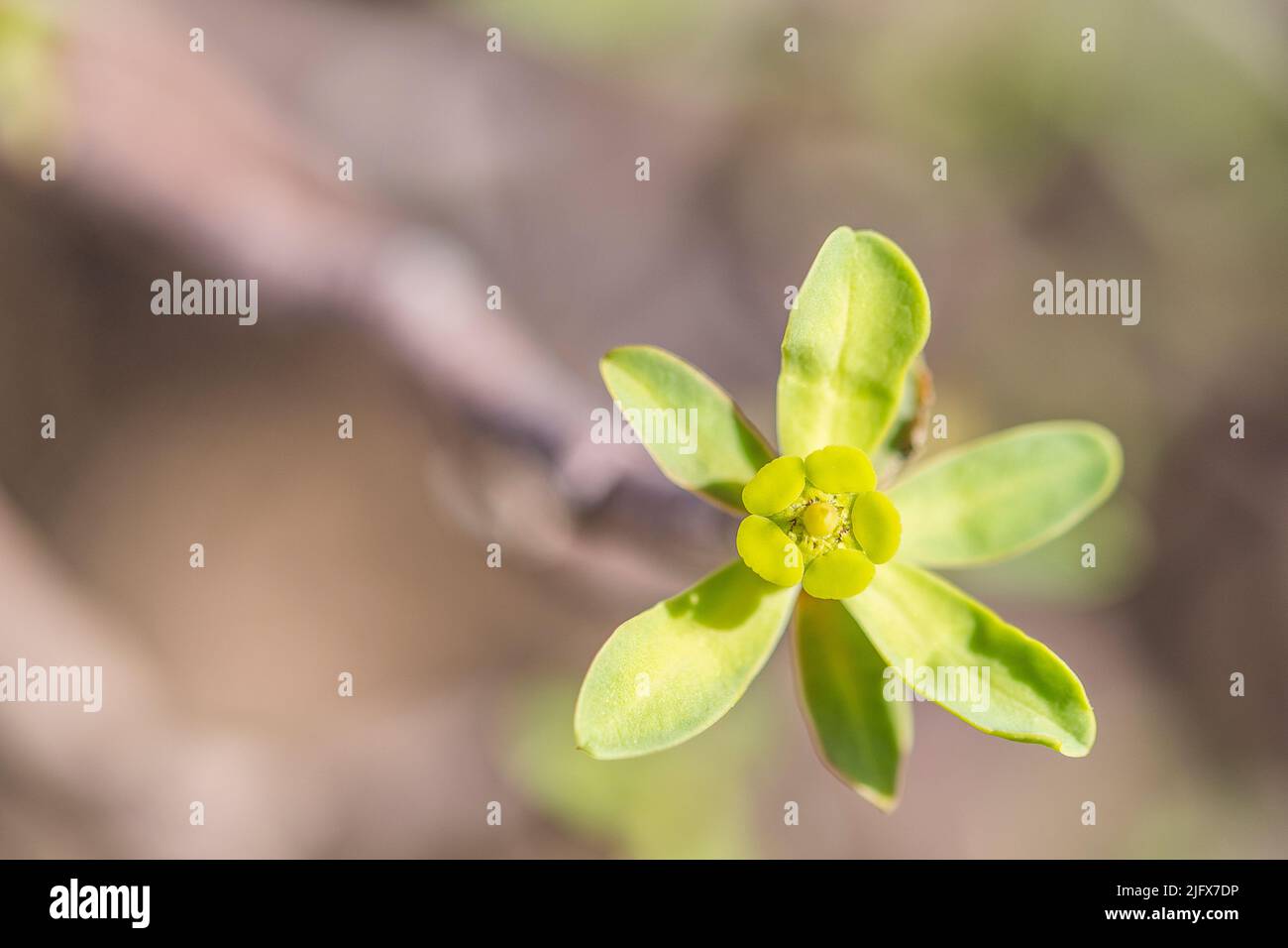 Euphorbia balsamifera hi-res stock photography and images - Alamy
