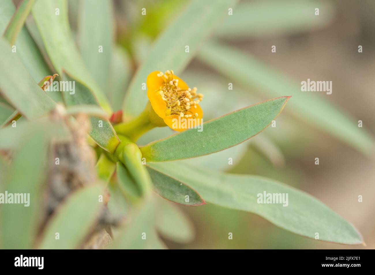 Euphorbia balsamifera, balsam spurge is a flowering plant in the spurge ...
