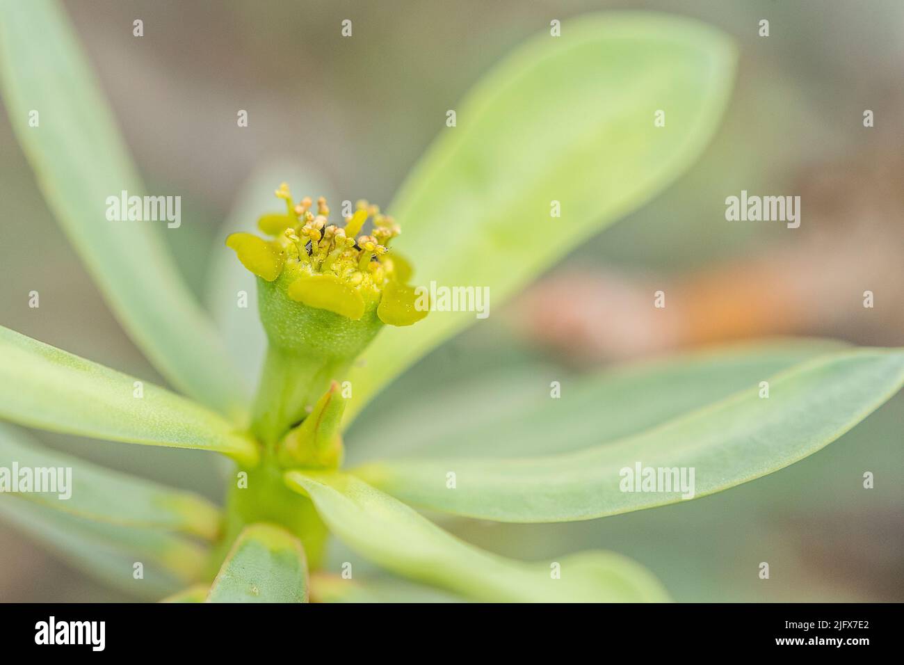 Euphorbia balsamifera, balsam spurge is a flowering plant in the spurge ...