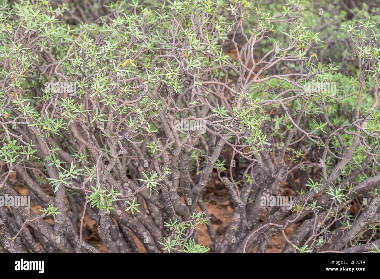 Euphorbia balsamifera, balsam spurge is a flowering plant in the spurge ...