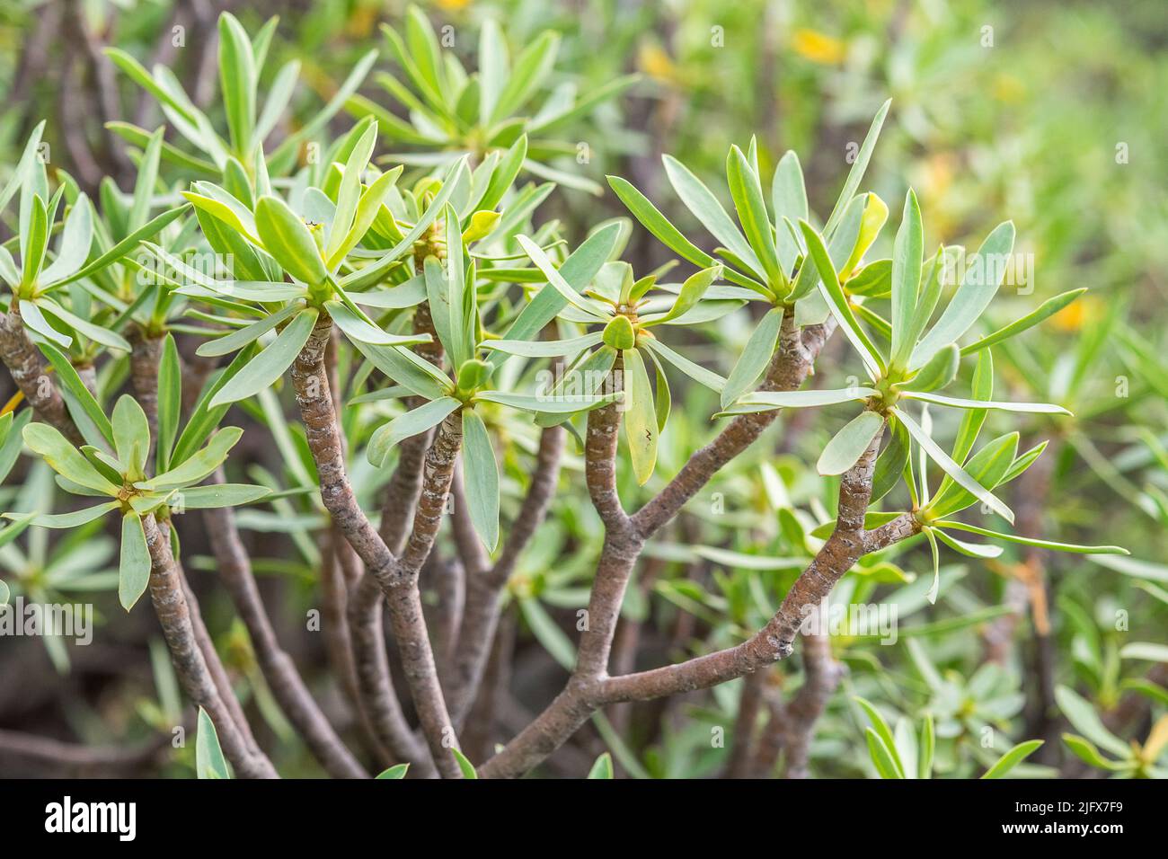 Euphorbia balsamifera, balsam spurge is a flowering plant in the spurge ...