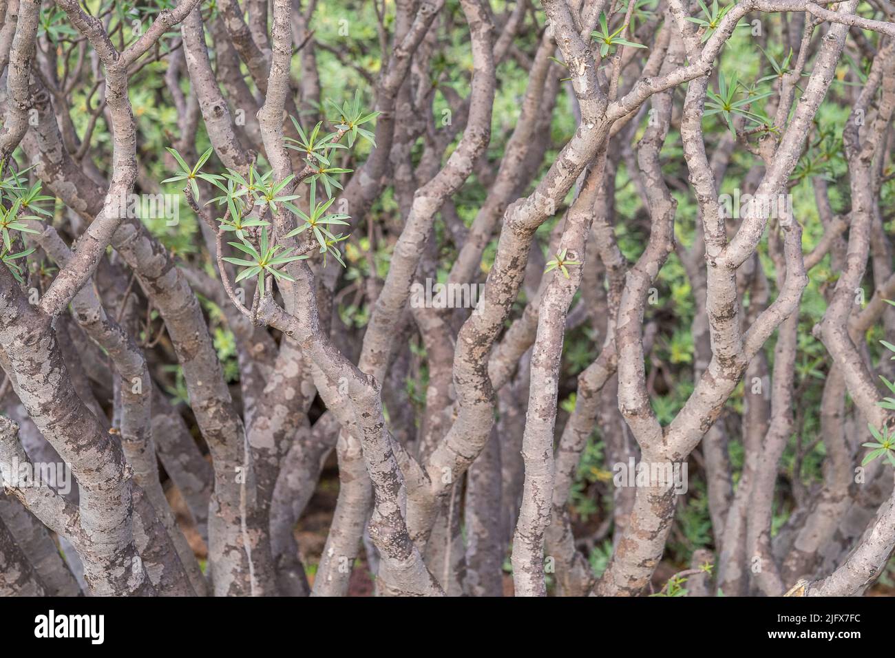 Euphorbia balsamifera, balsam spurge is a flowering plant in the spurge ...
