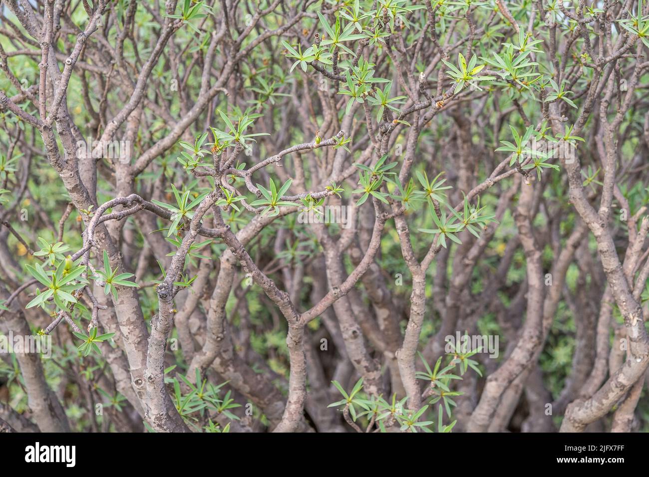Euphorbia balsamifera, balsam spurge is a flowering plant in the spurge ...