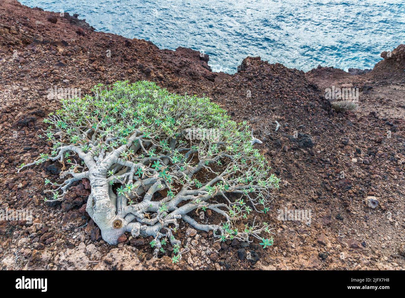 Euphorbia balsamifera, balsam spurge is a flowering plant in the spurge ...