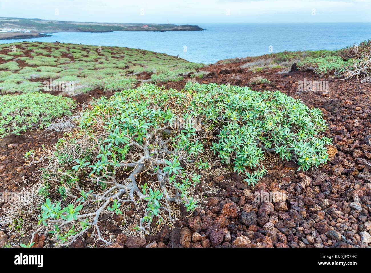 Euphorbia balsamifera, balsam spurge is a flowering plant in the spurge ...