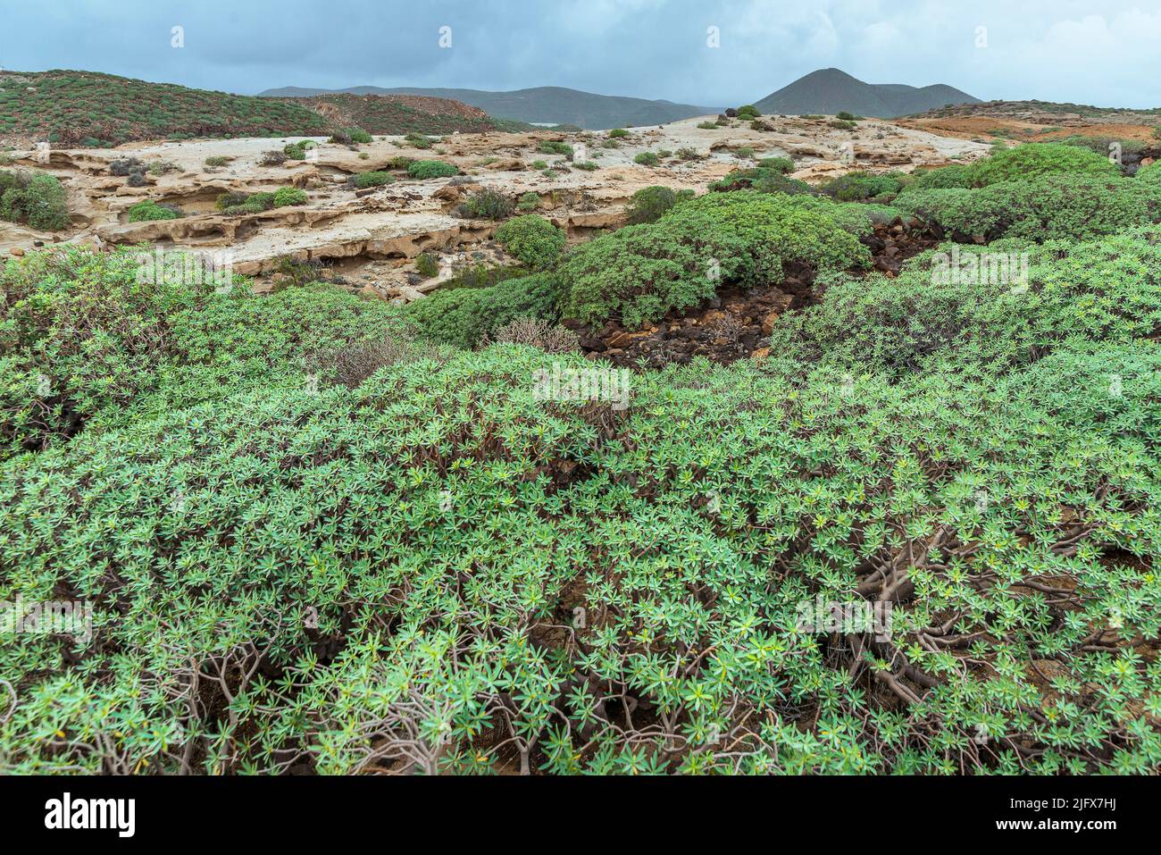 Euphorbia balsamifera, balsam spurge is a flowering plant in the spurge ...