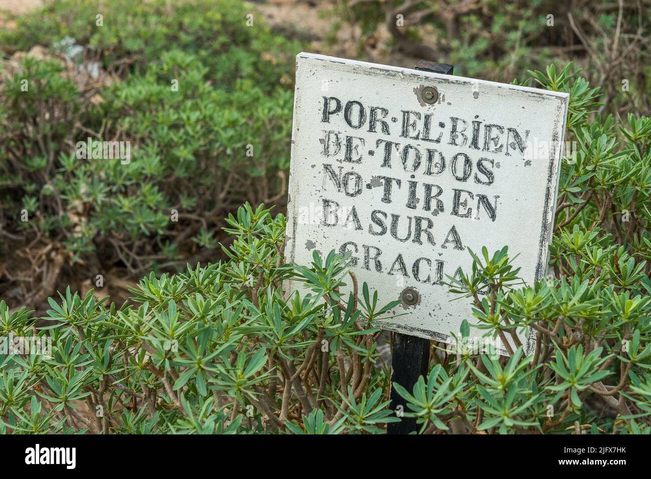 Euphorbia balsamifera, balsam spurge is a flowering plant in the spurge ...